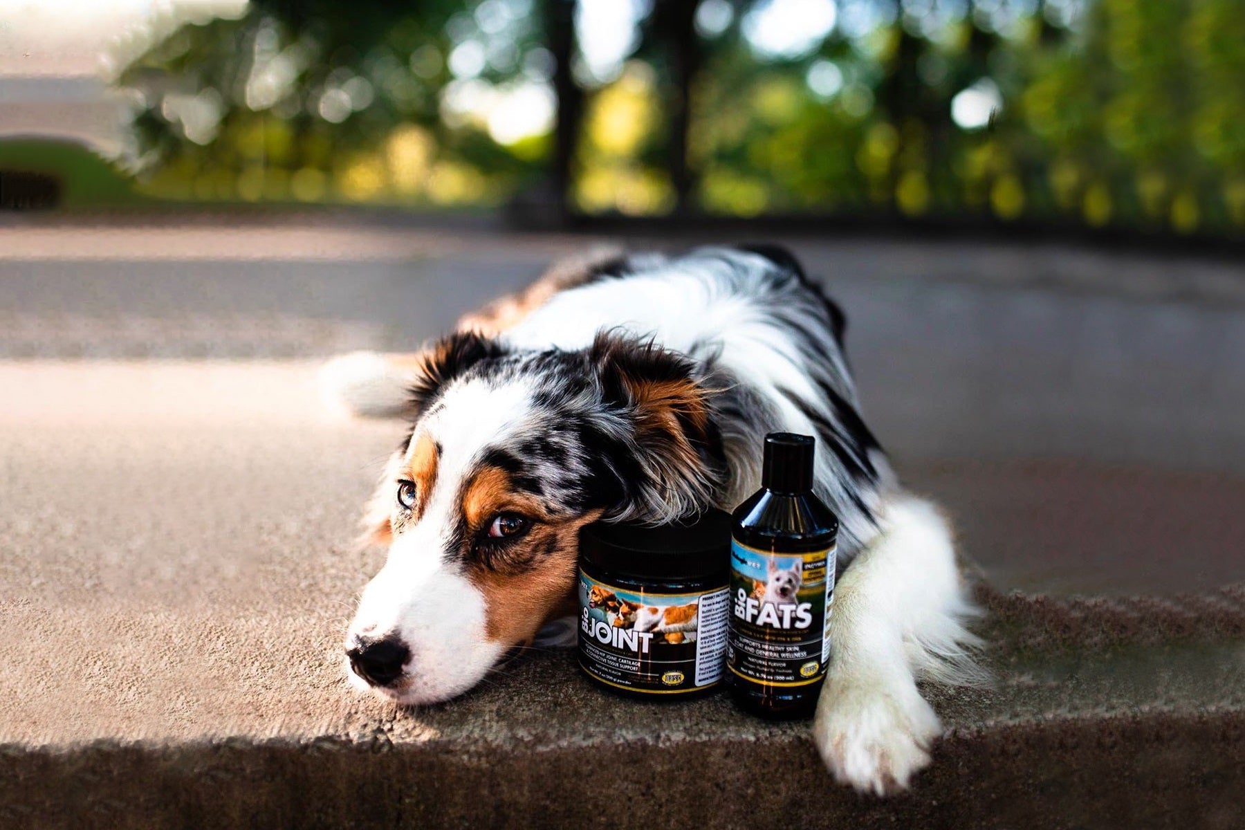 Behind the Scenes with Flora’s BiologicVET® Pet Supplements