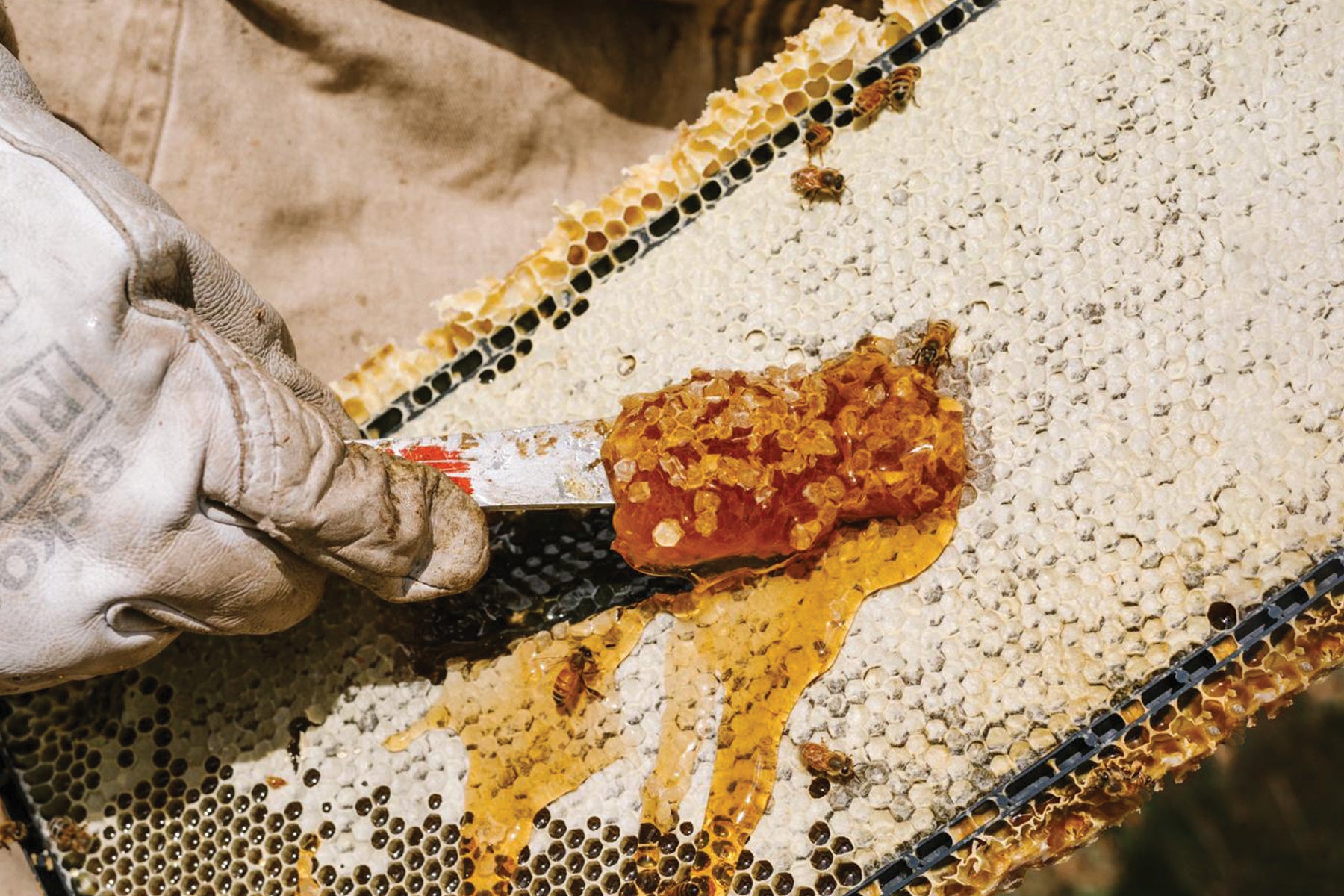 Who’s Making Your Mānuka?